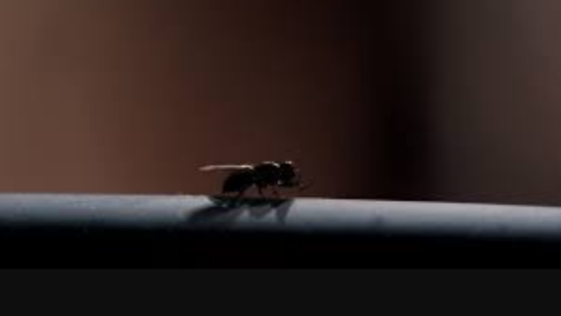 Breaking Bad - Perchè 'Fly' è un capolavoro inestimabile