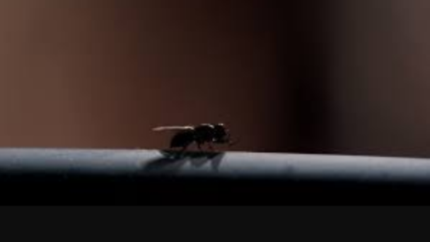 Breaking Bad - Perchè 'Fly' è un capolavoro inestimabile