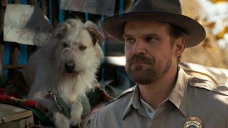 Stranger Things: David Harbour sul set ha odiato Chester, il cane dei Byers